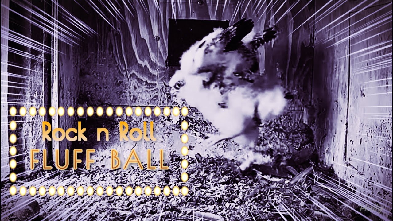 Rock n Roll Fluff Ball (2020.10.31) - Orange, Australia Peregrines ...