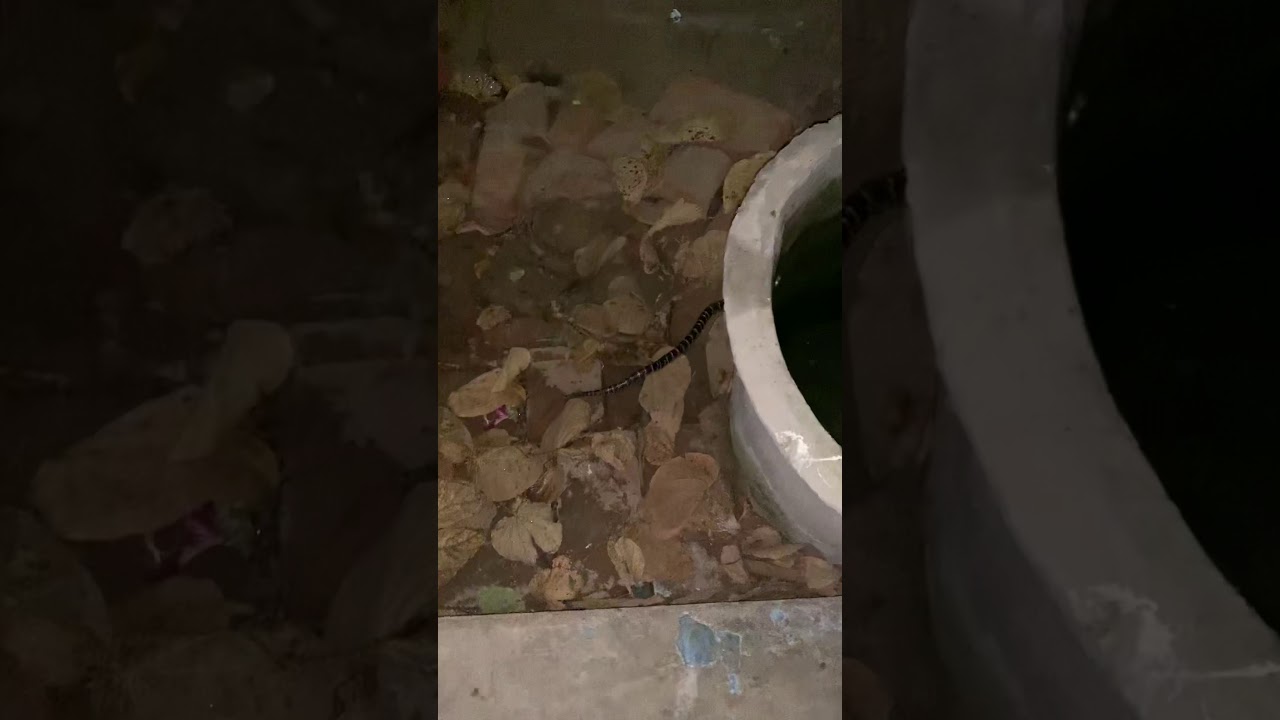 Chitti Snake sighted ( किरात सर्प ) - YouTube