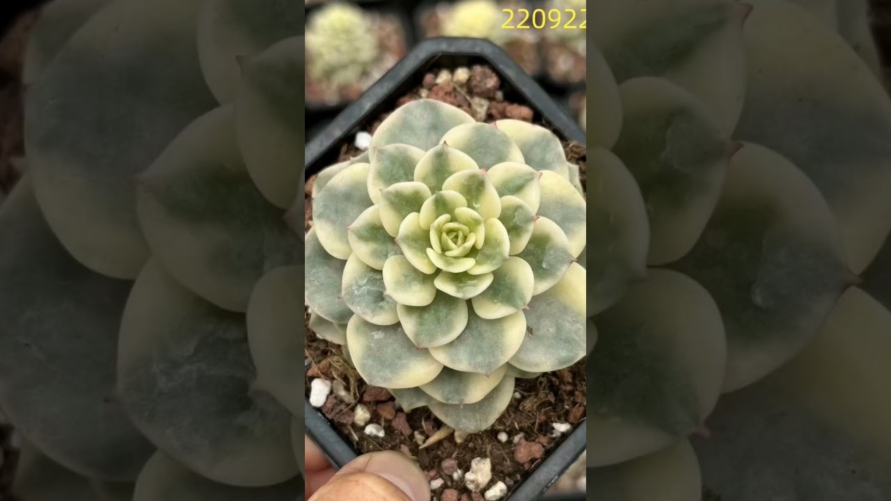 Subscribe For More Succulents Collection Youtu Be Tlnifb5692m