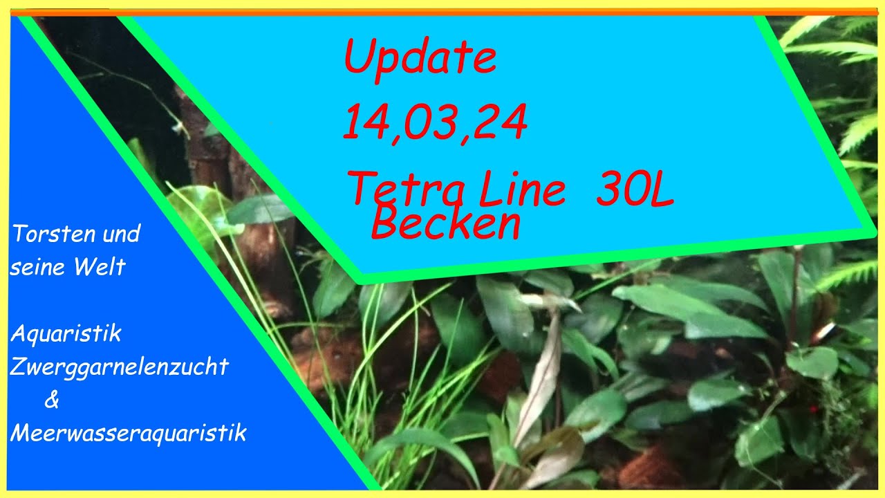 Updqate 14.03.2024 Tetra Line 30l - YouTube