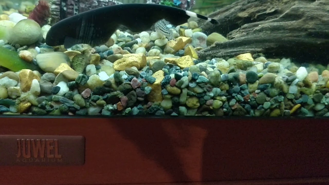 Black ghost knife fish swimming, backwards, sideways, any way! - YouTube