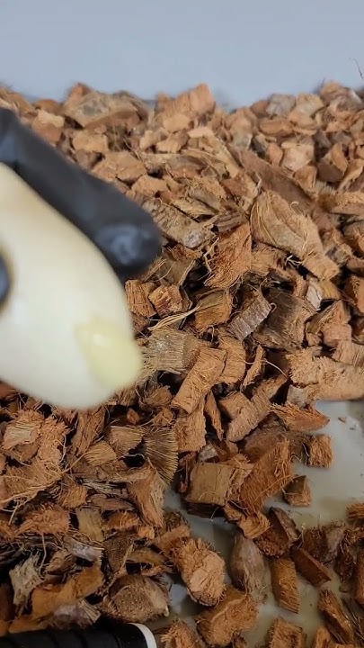 What's inside an infertile ball python egg? We cut a slug open. - YouTube