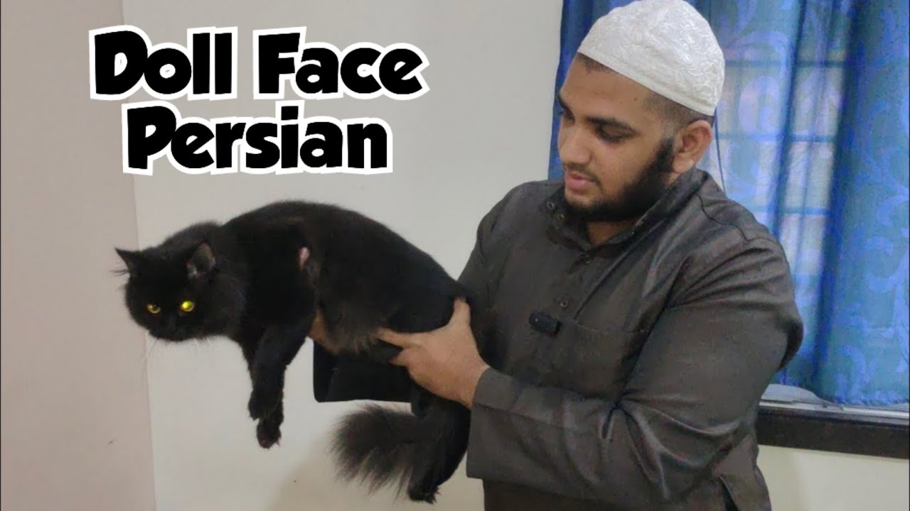 Persian Kittens In Hyderabad Saidabad Doll Face Persian Cats Available In Hyderabad Youtube