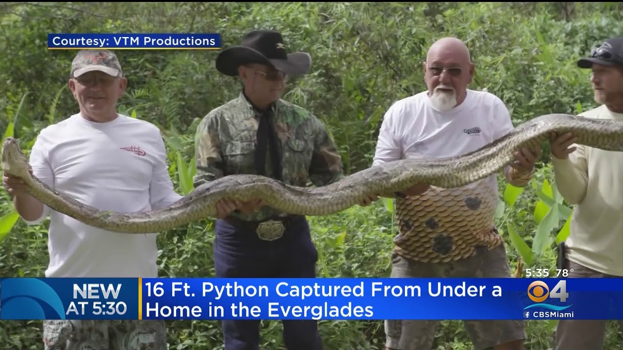 Record Python Captured - Channel 4 - YouTube