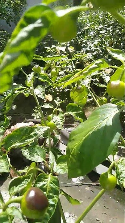 home gardening / Green chilly / ... - YouTube