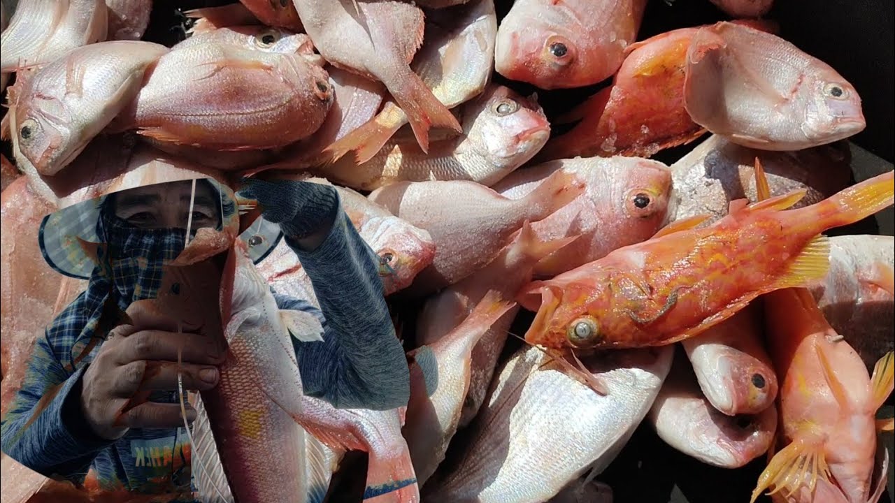 Jackpot andaming huli na pulang isda/#Chinesefish# Pangawil - YouTube