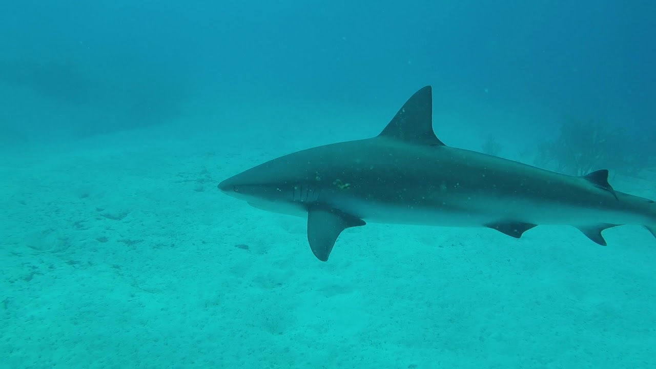 Nassau Ray of Hope wreck dive - YouTube