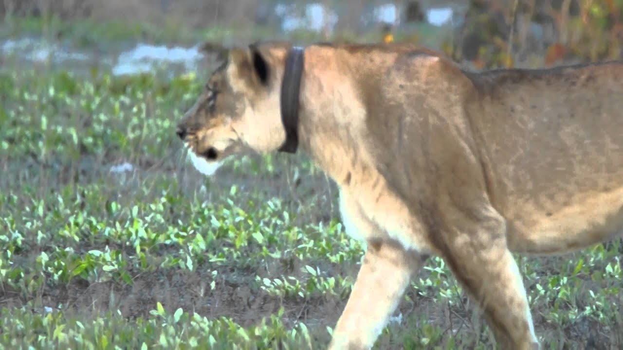 Lady Liuwa playing with cub. Liuwa Plain National Park, Zambia. May 28 ...