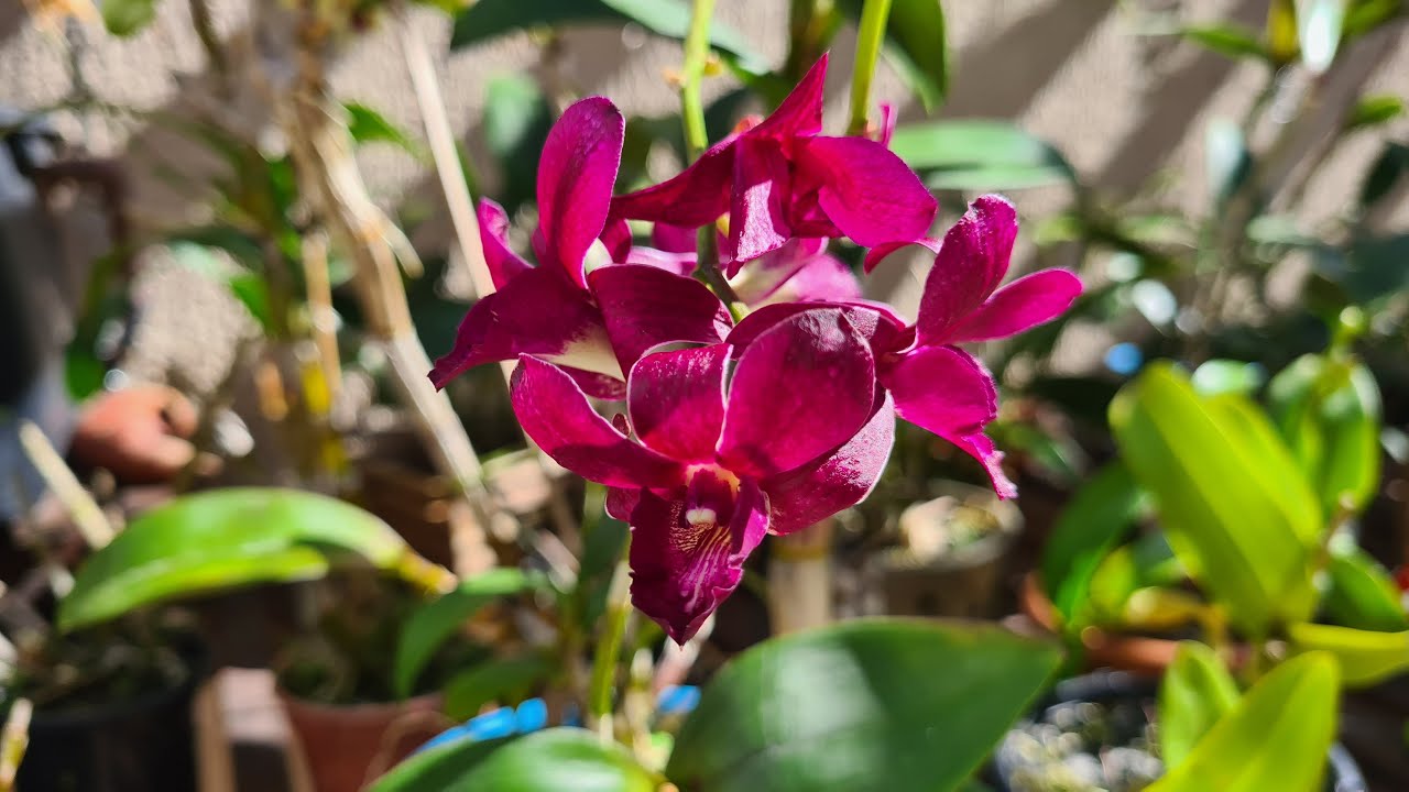 KEIKE DE ORQUÍDEA DENPHAL COM FLORAÇÃO - YouTube