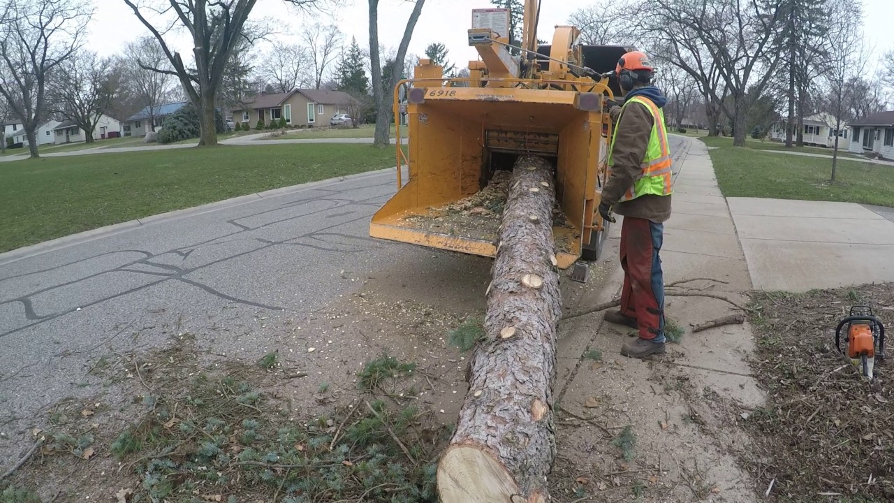 Chipping Large Blue Spruce Log - YouTube