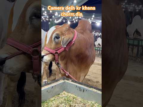 camera dekh kr Khana chor dia || maweshi mandi #cow #bull