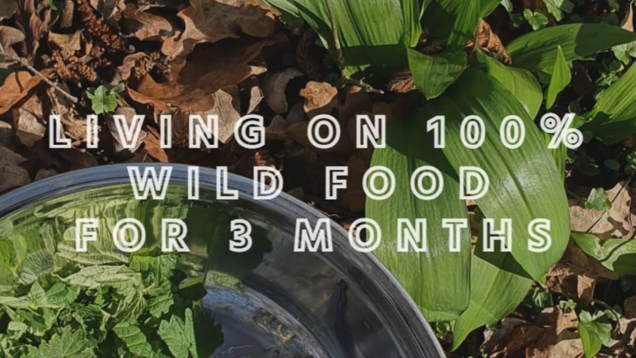 100% WILD FOOD DIET DAY ONE: What am I going to eat? - YouTube