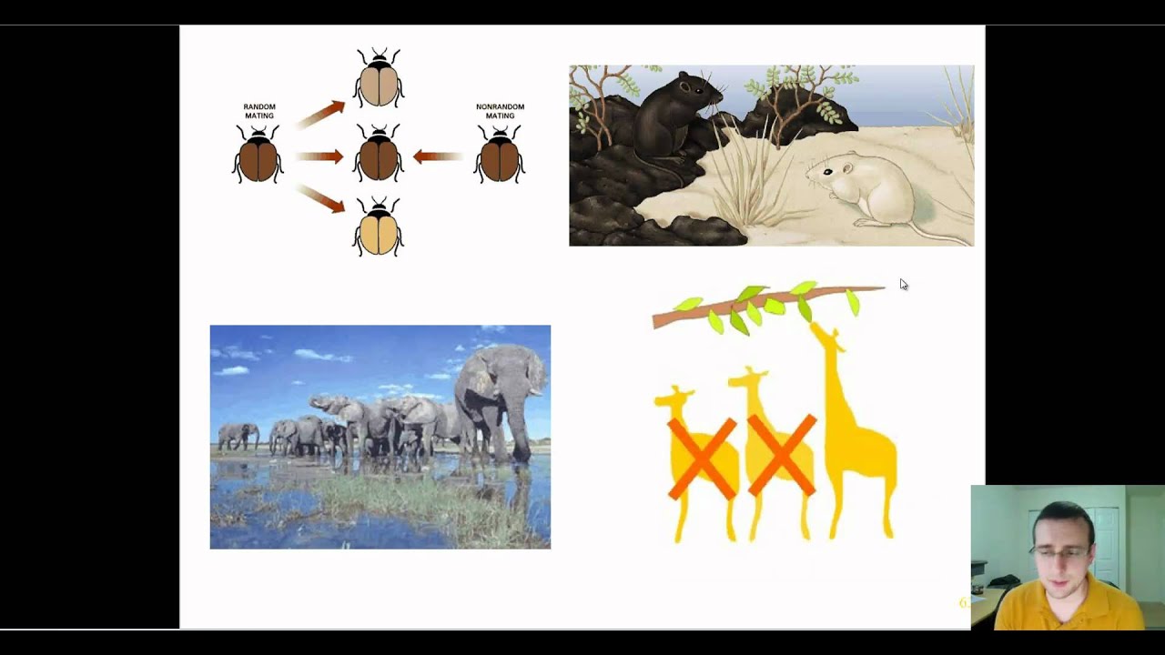 Microevolution Through Selection Non Random Mating YouTube microevolution-through-selection-non-random-mating-youtube