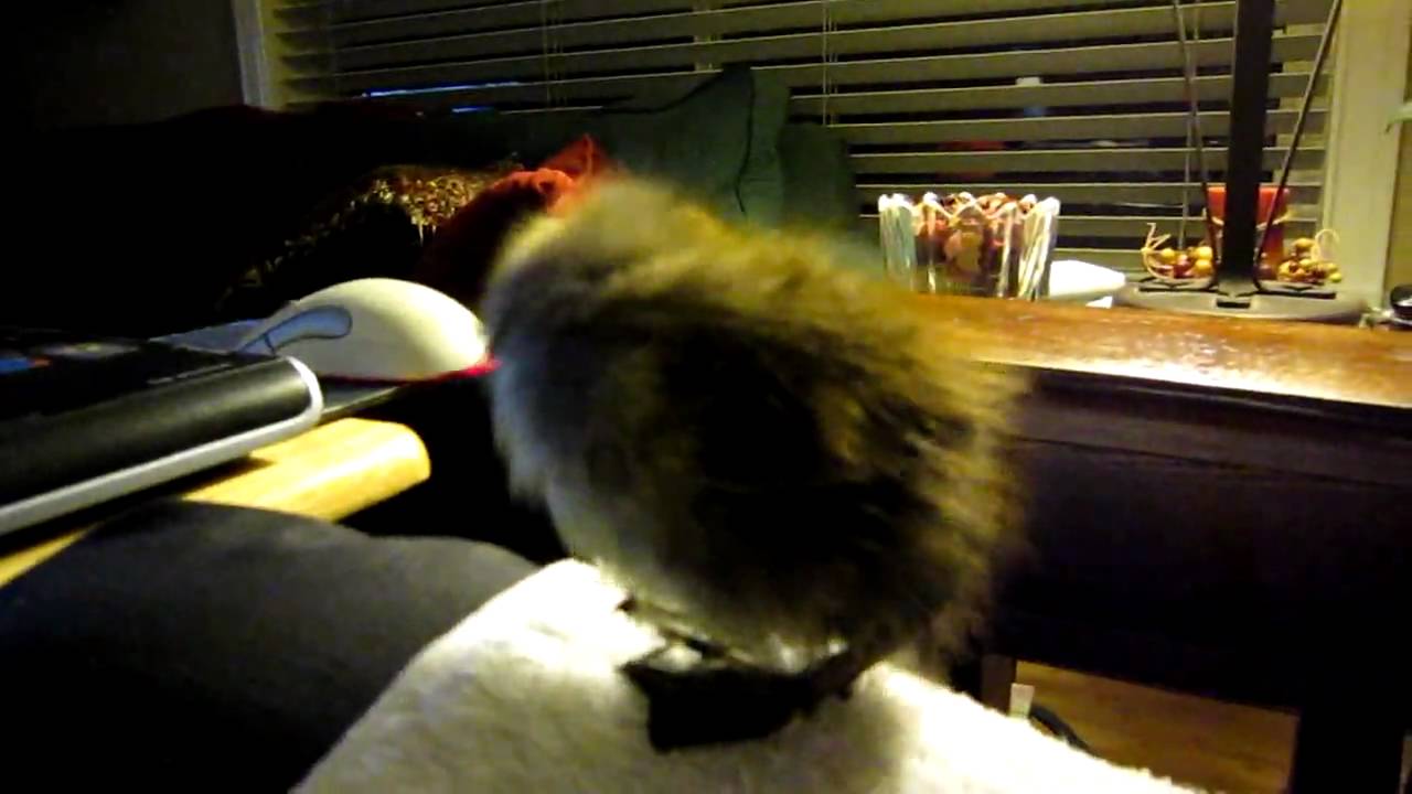 Cheep Cheep the Mallard Duck ~ How a Baby Mallard Duck Preen - YouTube