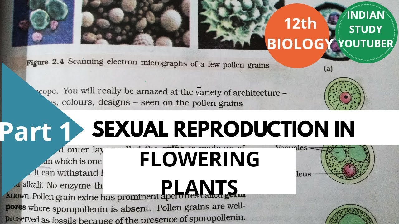 NCERT Class 12th Biology chapter 2nd: Reproduction In Flowering plants ...