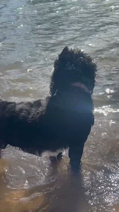 Sunny day at the park with a wet dog… #doggo #dog #wet #wetdog #animal #fleas #ticks # ...