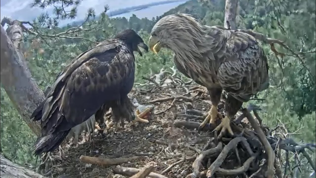 Eagle mom brings headless fish for eaglet | White-tailed eagles | July ...