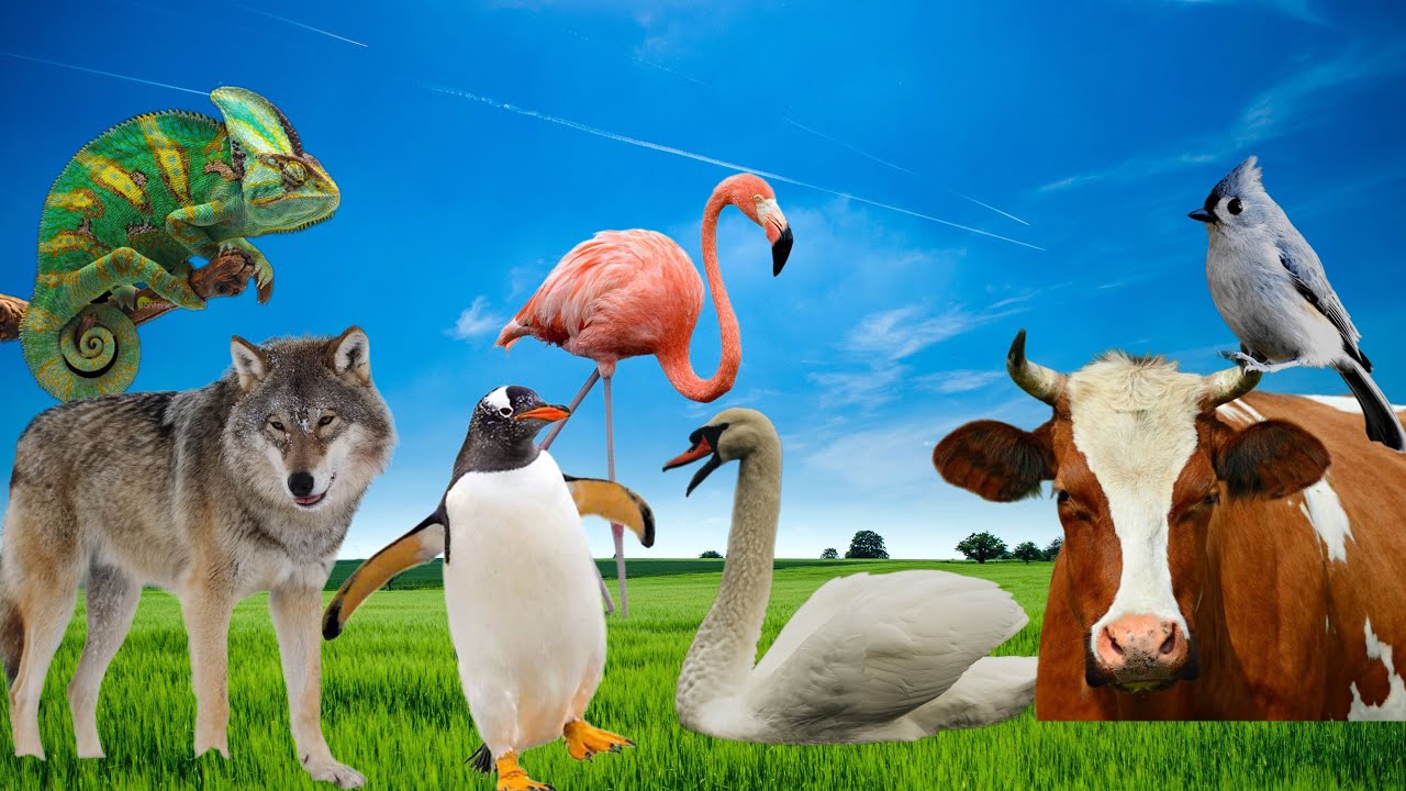 Cow, Sheep, Swan, Dog, Bear, Zebra, Lion and many other animal sounds ...