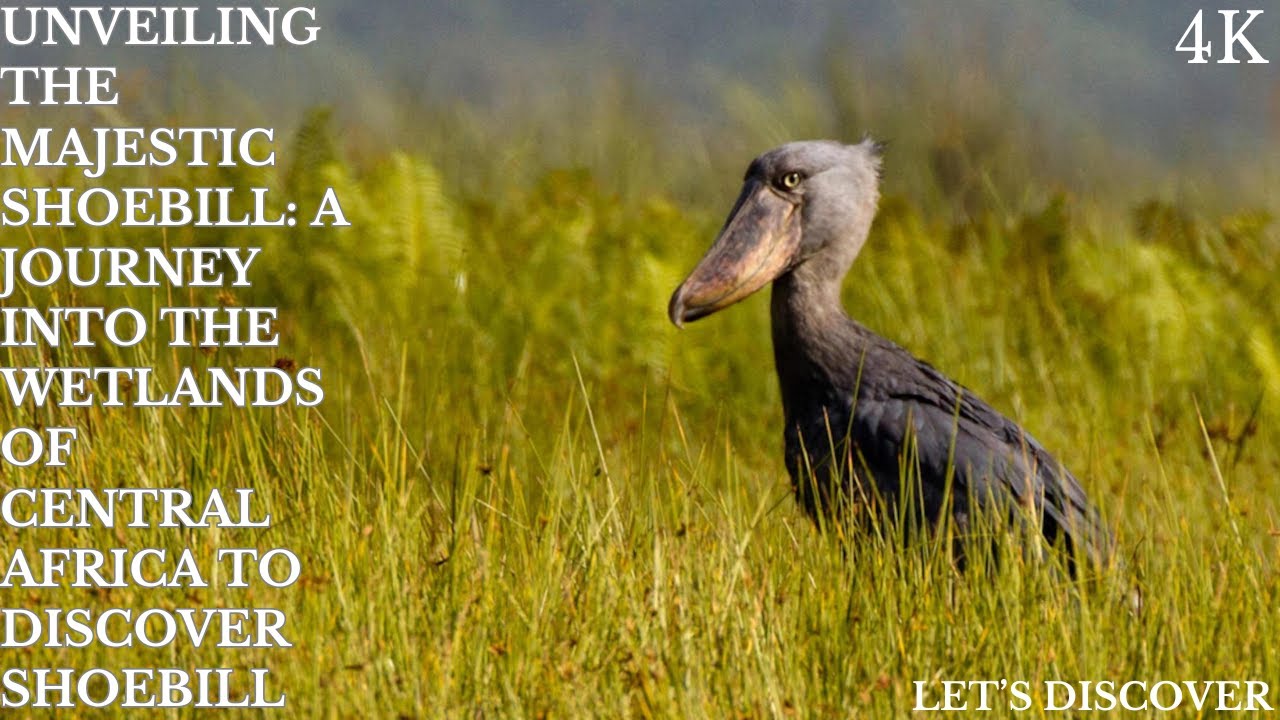 Unveiling the Majestic Shoebill: A Journey into the Wetlands of Central ...