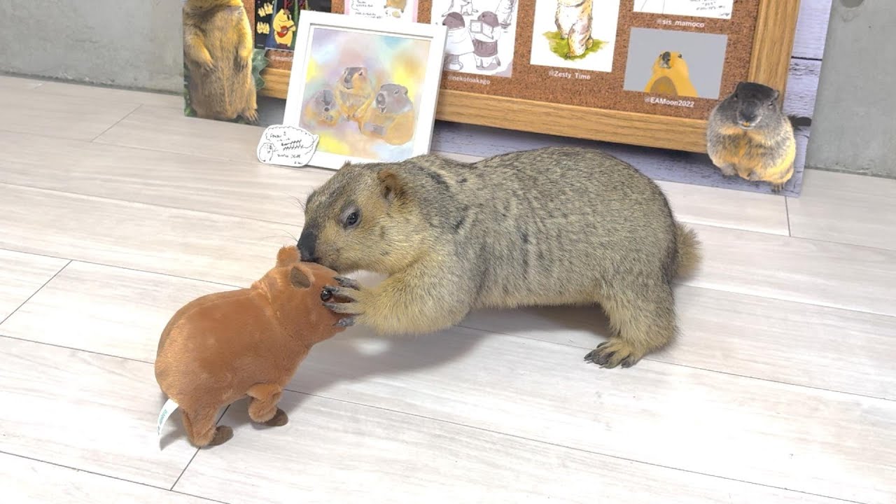 Mamochi and Capybara / OmoPuku at morning assembly - YouTube