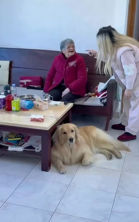 Grandma’s Missing Dentures 🦷😂#funnyshorts #funnydogs #goldenretriever # ...