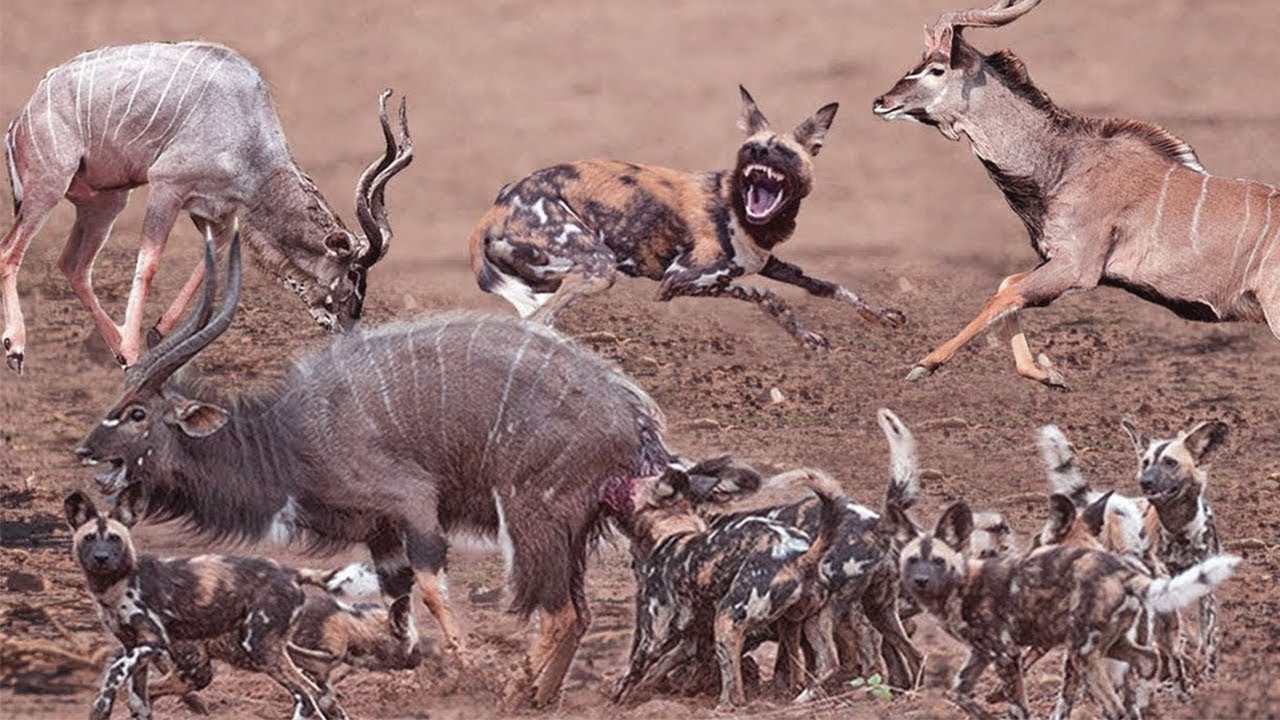 The Wild Dogs Ruthlessly Ripped Apart The Poor Antelope - Wild Animals ...