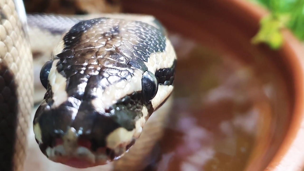 Bioactive piebald ball python - YouTube