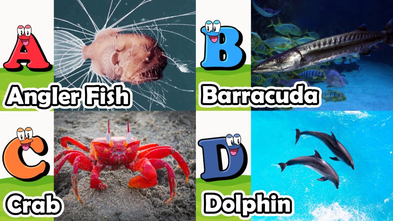 ABC Sea Animals song | Learn Alphabets | English and Animals for Kids ...