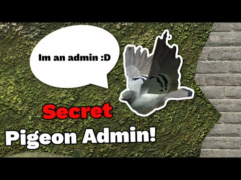 Undercover Pigeon Admin Makes The Sever Unsafe In Gmod DarkRP Admin On ...