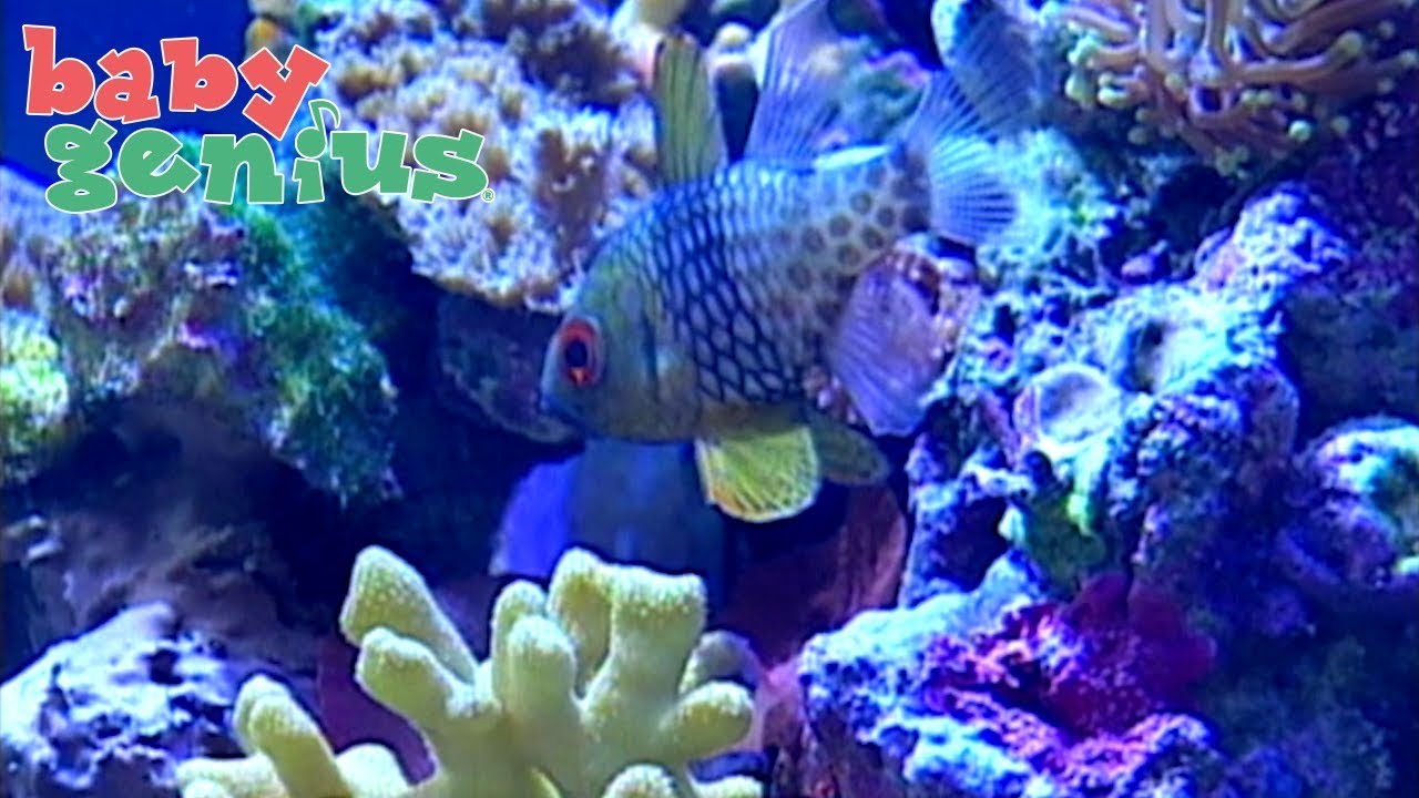 Sea Creatures for toddlers Flowers Colors and Learn the Alphabet ABCs ...