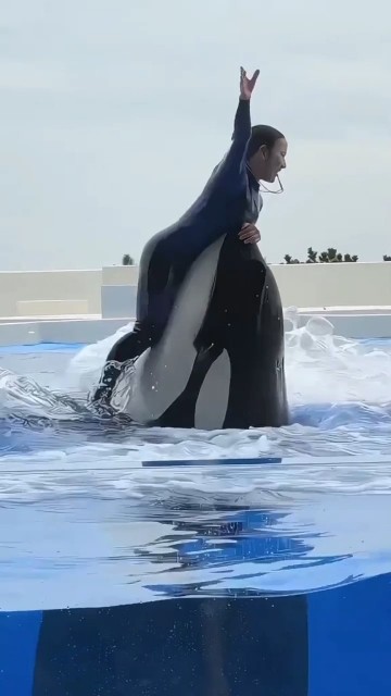 APT! Orca killer whale dance show #dolphindance#apt #killerwhaleshow# ...