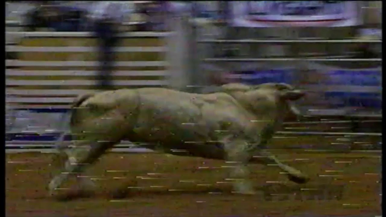 Bodacious Bull Offspring