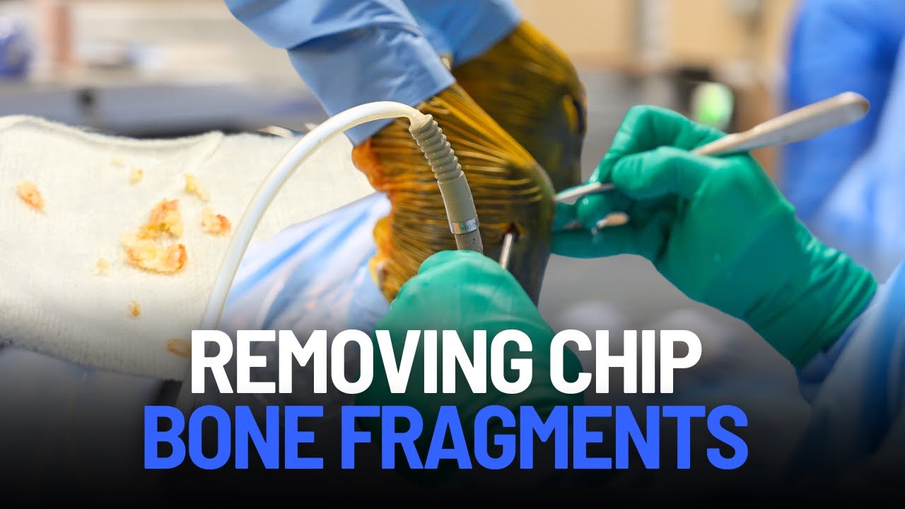 Removing Bone Fragments from a Horse's Knee | Equine Surgery - YouTube