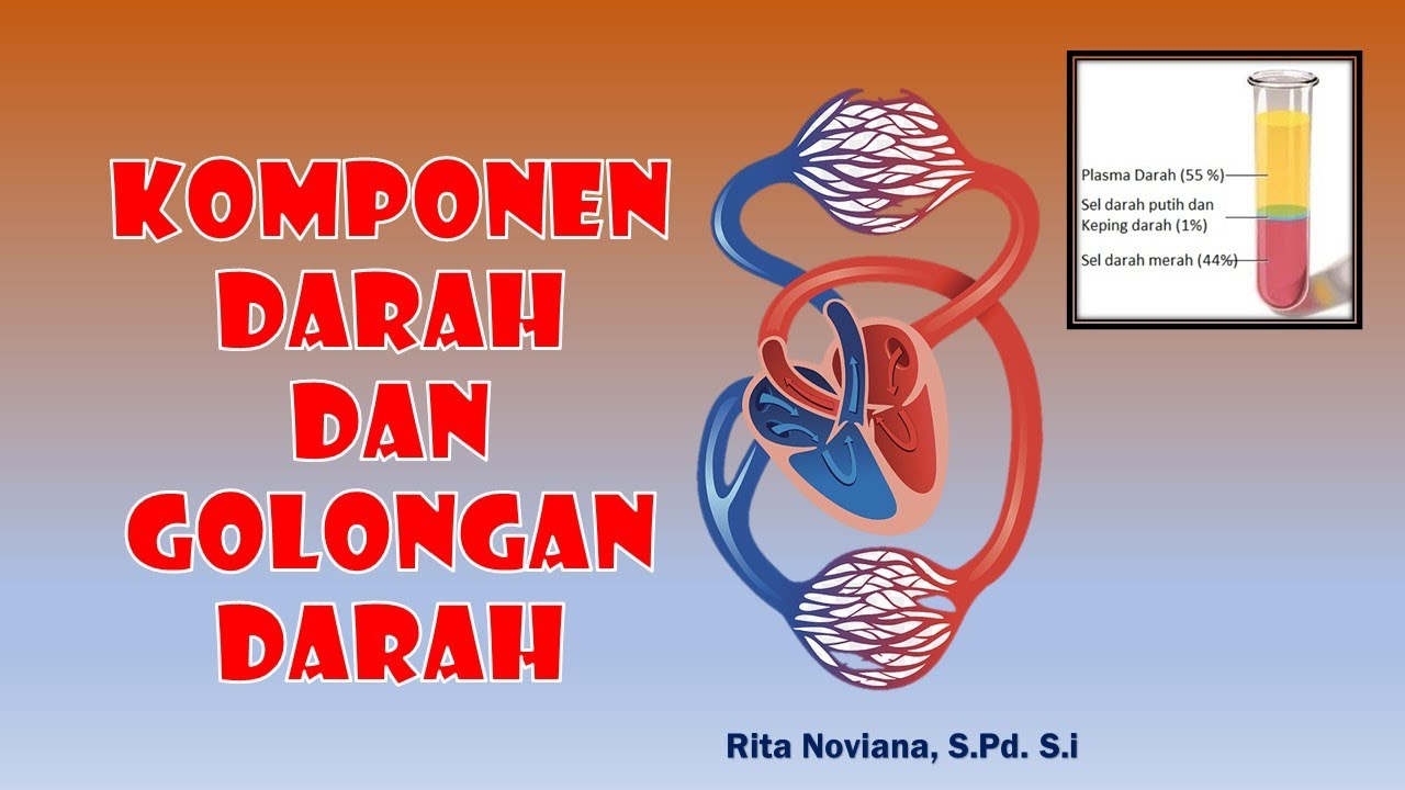 Komponen Darah Dan Golongan Darah - YouTube