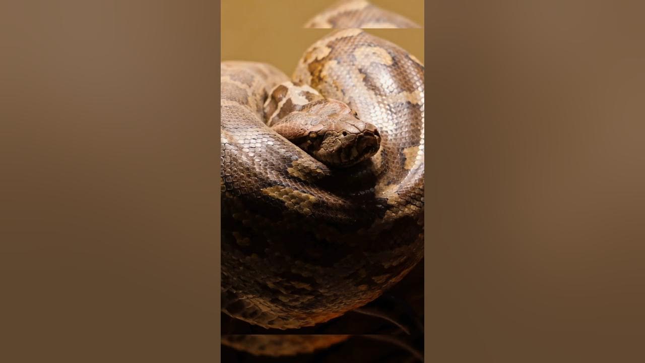 Indonesian woman's body found inside Python - YouTube