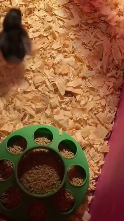 Short Chicken Little Day! - YouTube