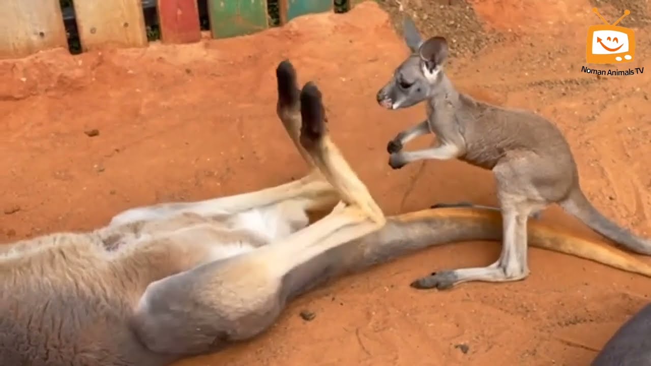 Feel the animal life | Kangaroo baby, Elephant baby sound - YouTube