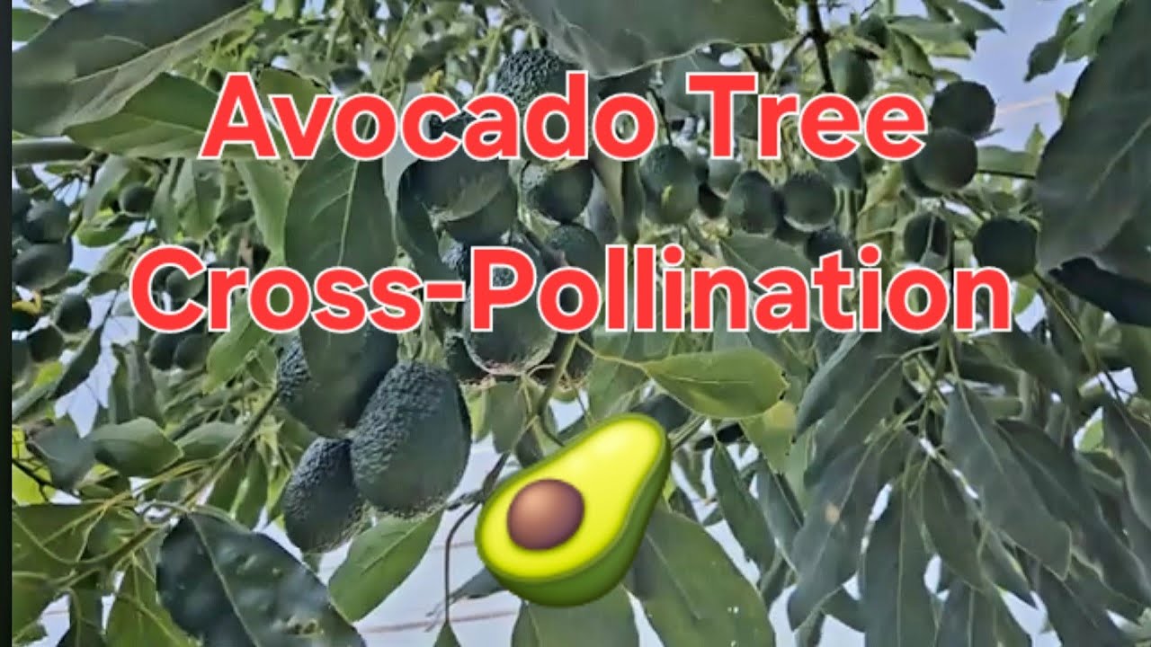 Avocado Tree Cross-Pollination Bacon & Hass in Concord - YouTube