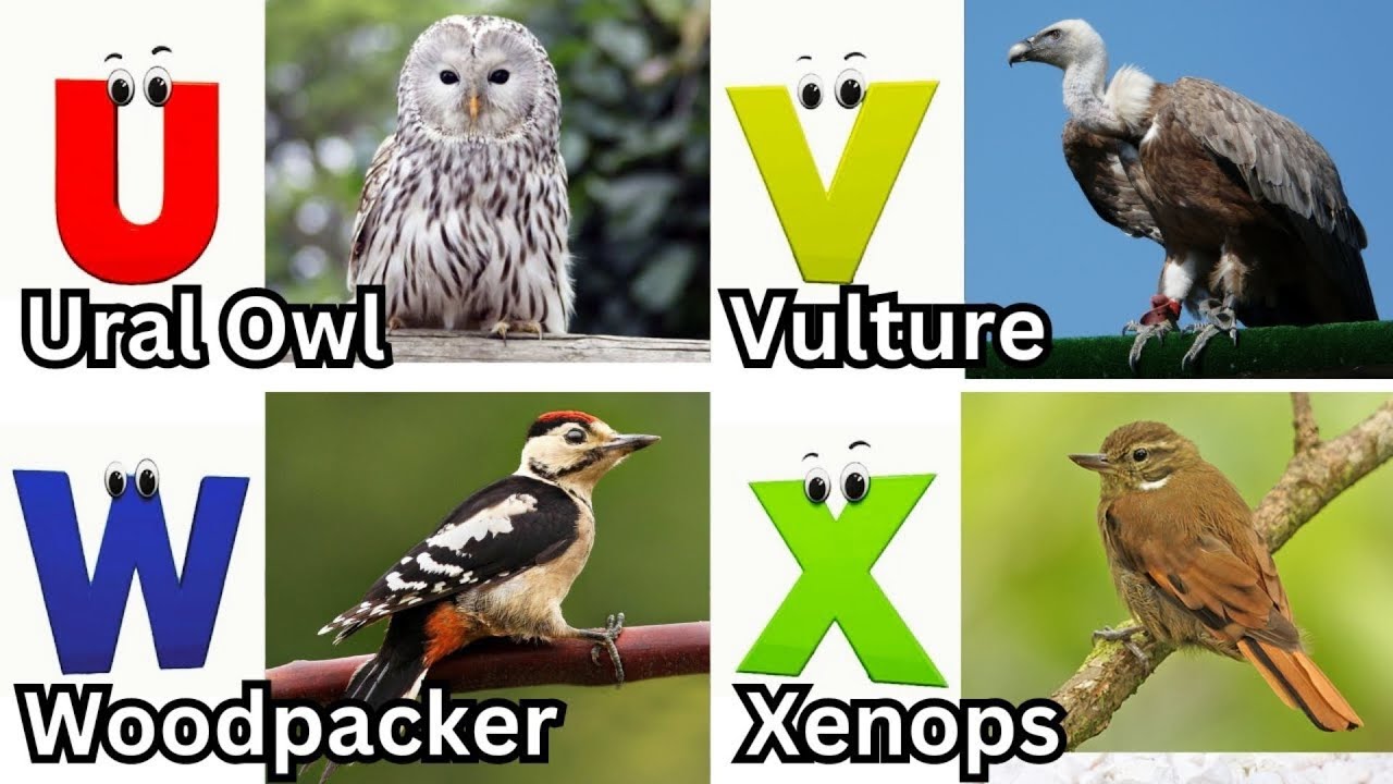 Birds Alphabet Song for Kids | Birds ABC Song | Phonics for Kids ...