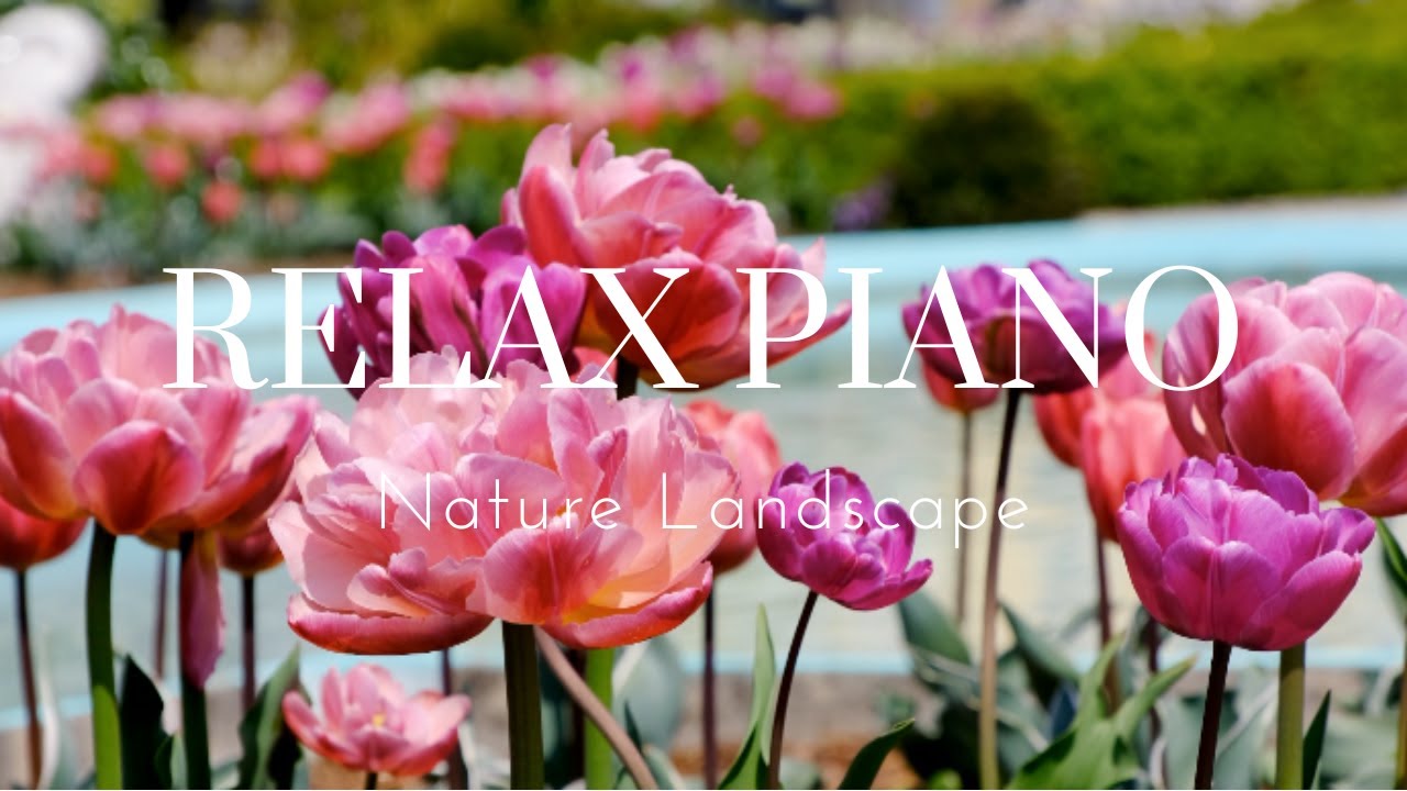 Beautiful Piano Relaxation Music🍀🍀🍀 Perfect for Sleep, Self-Love ...