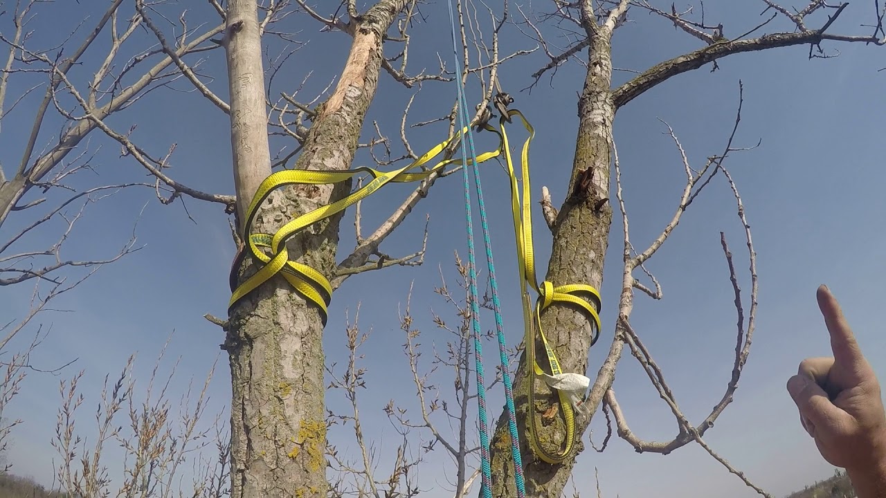 Poplar tree crane removal - Part 1 - YouTube