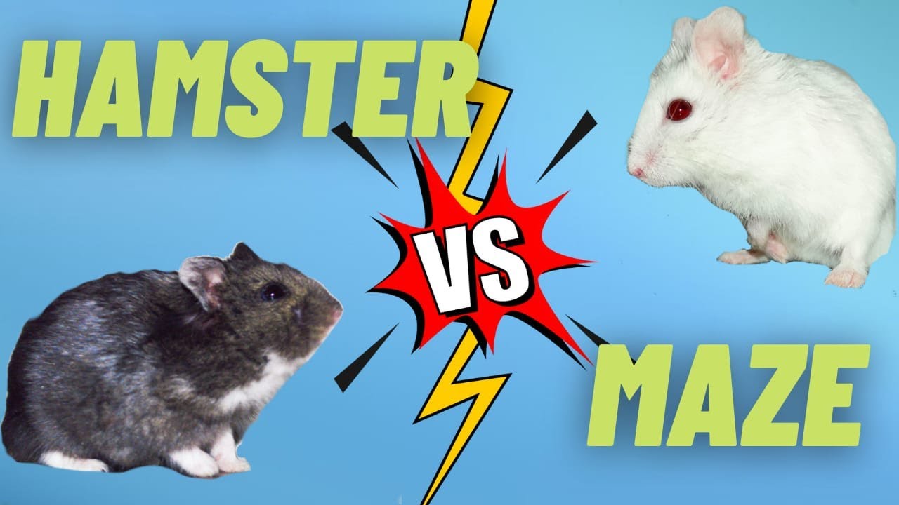 amazing competition of two hamsters in a maze 🐹🐹 - YouTube