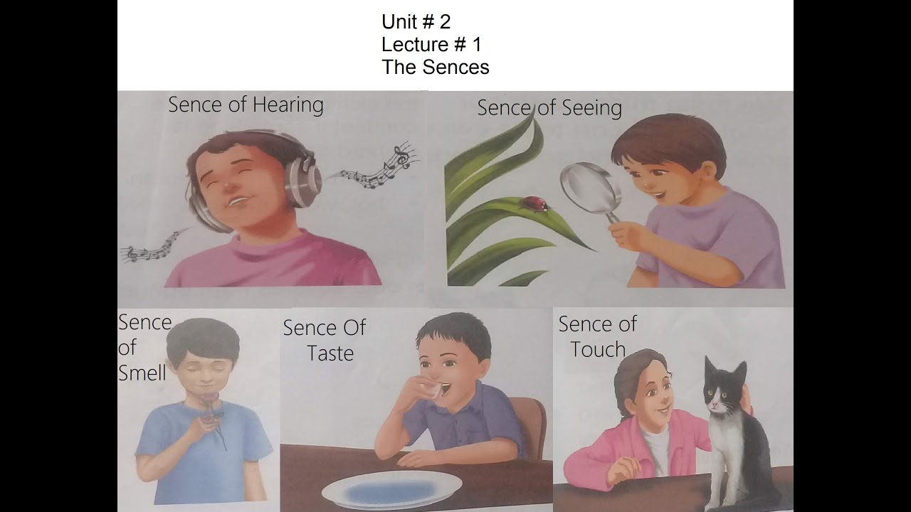 Grade 1 | Science | Unit #2 Lecture 1 : The Senses. New Oxford Primary ...