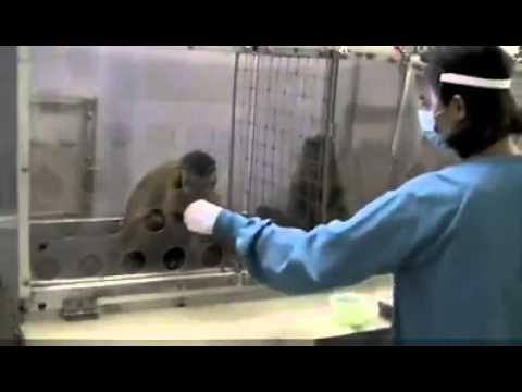 Maymun eşitsizliğe böyle tepki gösterdi!