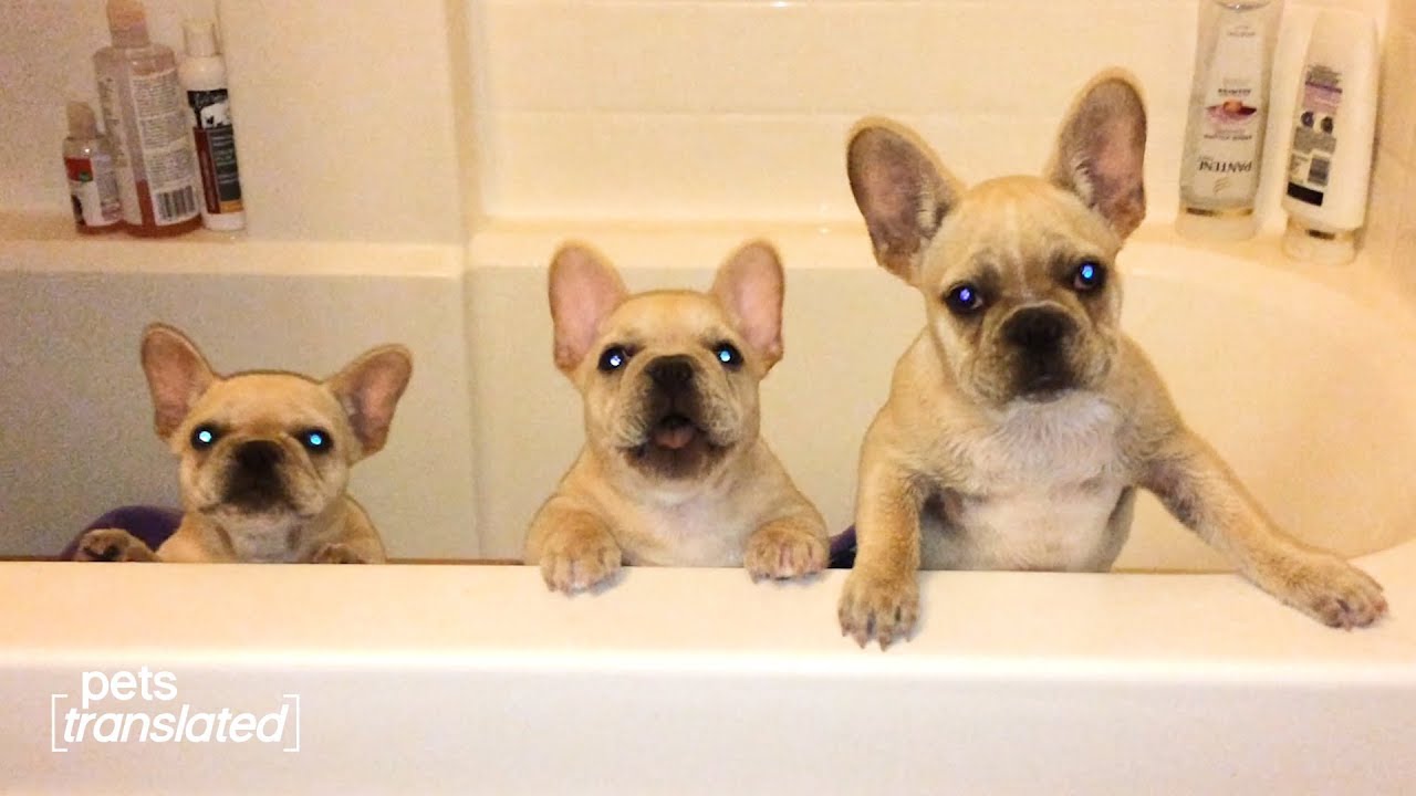 Who's The Boss? | Pets Translated - YouTube