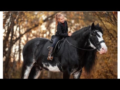 women horse riding | horse lover | horse riding | beautiful horse | animals club | animals lover