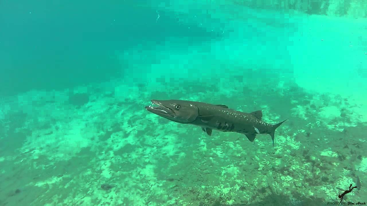 Feeding a Barracuda - YouTube