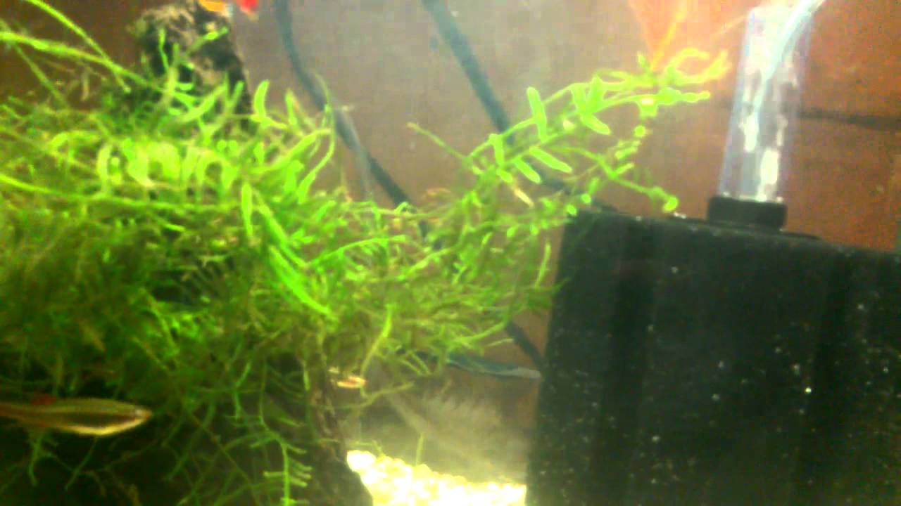 My 8 Gallon White Cloud Mountain Minnow Tank - YouTube