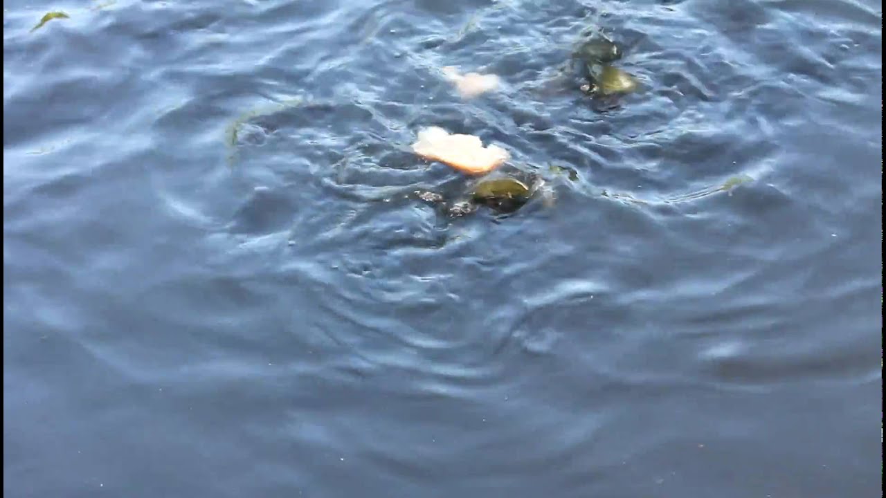 Feeding the Sun Perch - YouTube