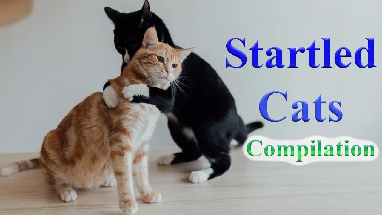 Startled Cats Compilation 2023 #startled #startledcats#thepetplace ...